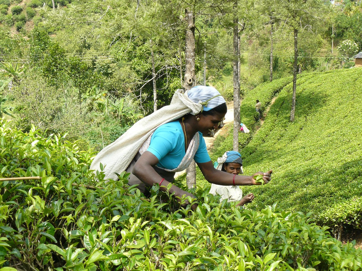 Empowering tea communities – Sourced With Care